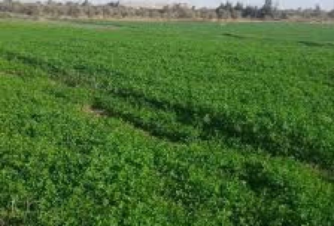 البيع في طريق القاهرة برج العرب الصحراوى: 560فدان وجهة علي الطريق ...